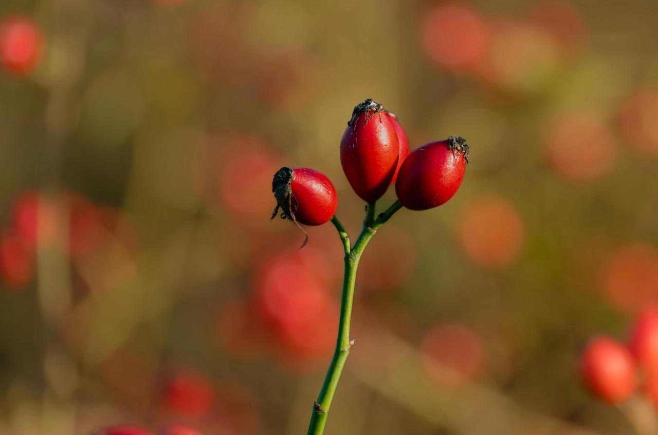 Celebrate Nature With The Power of Berries - Absolute Aromas
